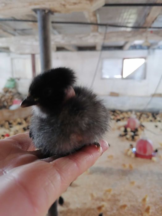 Pui de curca albi și negri pui de gaina. Curtea de Arges • OLX.ro