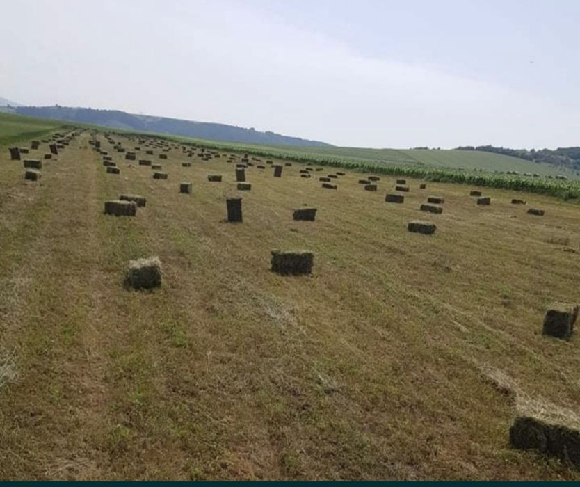 Baloti de fân Producție 2022 Piatra Neamt • OLX.ro