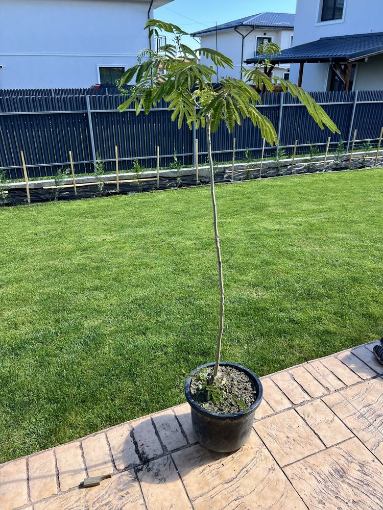 Arbusti Ornamentali Gradina Albizia Ombrella Sau Arborele De Matase Valea Lupului • Olxro