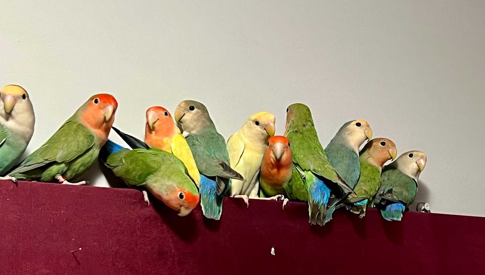 Pui de Papagali Amorezi, specia Agapornis - Roseicollis Cluj-Napoca ...