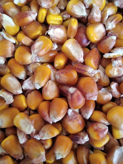 Porumb boabe anul 2024 Danestii Chioarului • OLX.ro