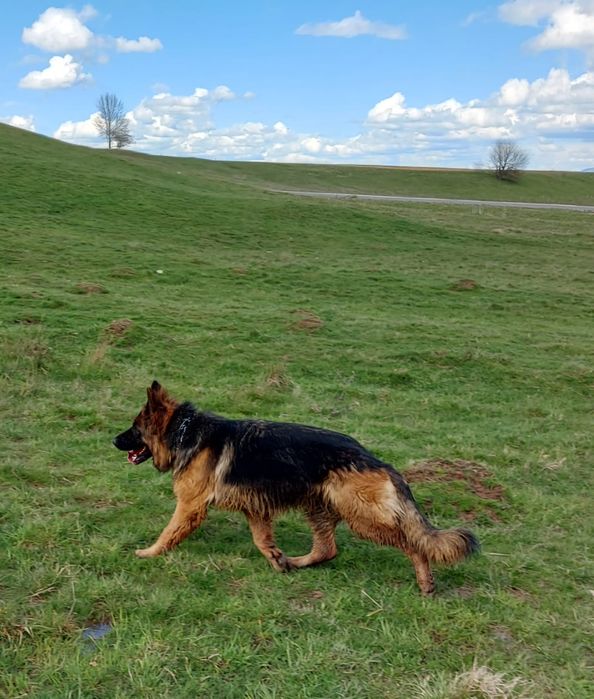 Ciobănesc German mascul cu pedigree Vad • OLX.ro