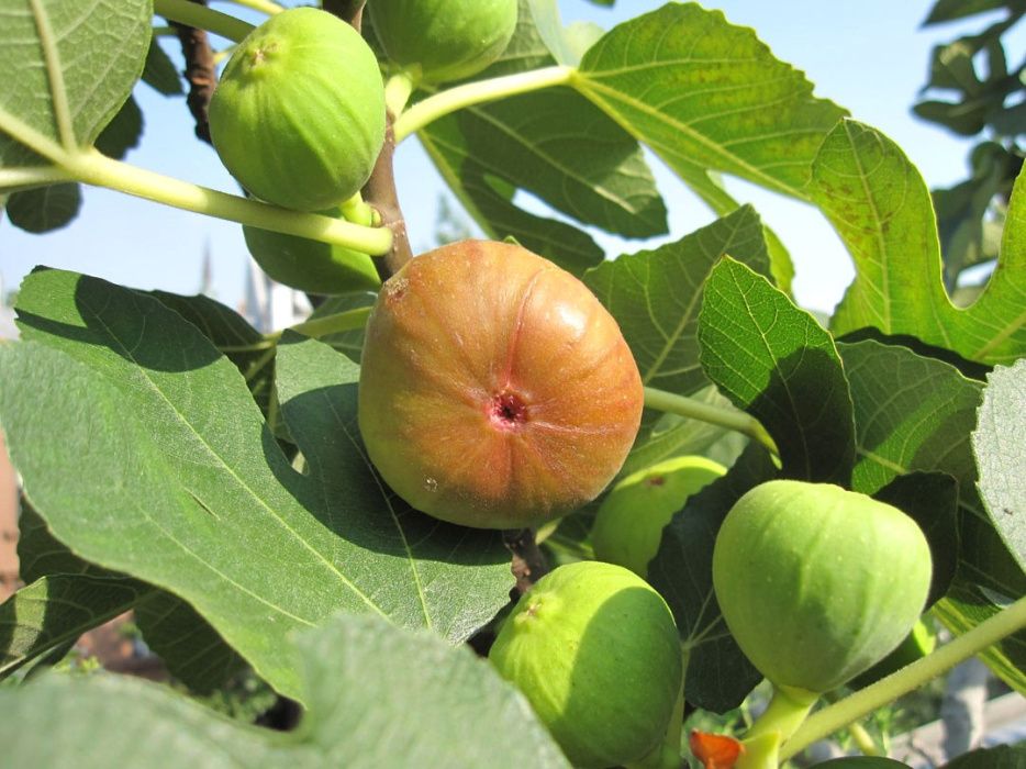 Smochini Pomi 1-5 An la Ghiveci Smochin pe Rod si Fructe Curmal Lamai ...