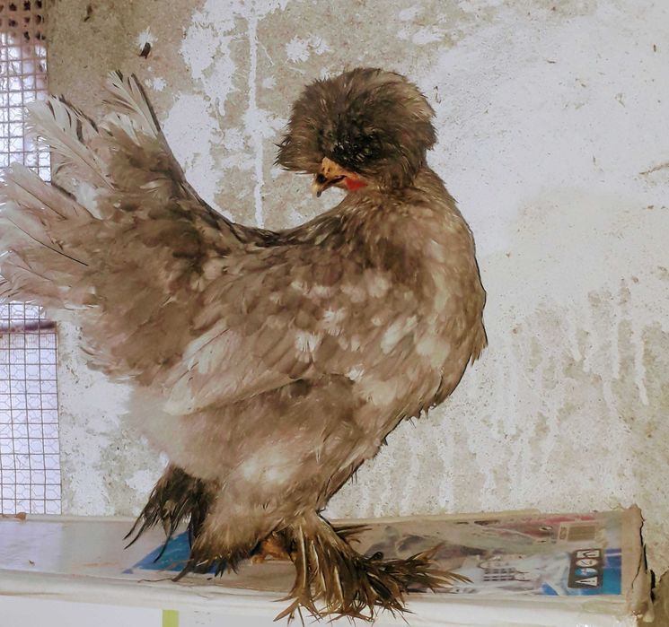 Oua pentru incubat pui,pasari. Parta • OLX.ro