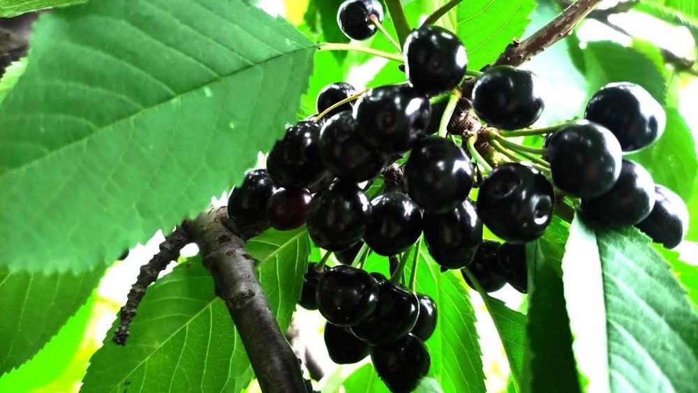 Pomi fructiferi deosebiti Cires Amar de Maxut Aiud • OLX.ro