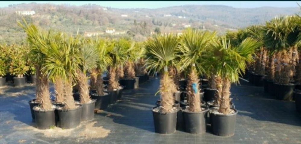 Bonsai pom pom tei spirala leylandii columnaris smarald etc Ploiesti ...