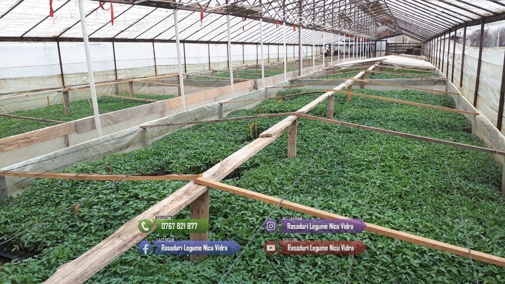 Vand rasaduri legume : Rasad de rosii / tomate castraveti ardei vinete ...