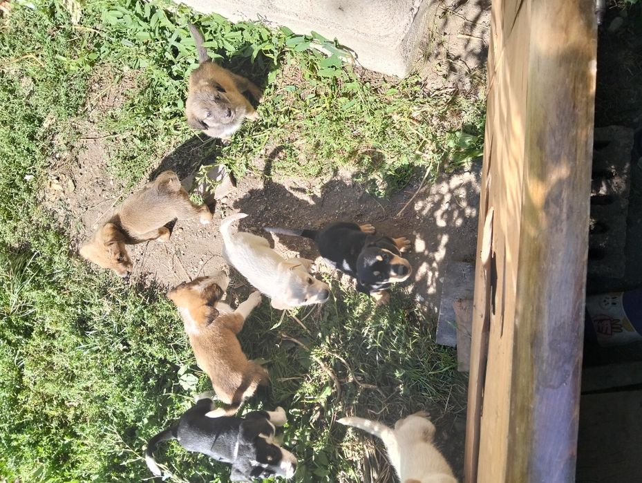 Donez căței foarte frumoși Podeni • OLX.ro