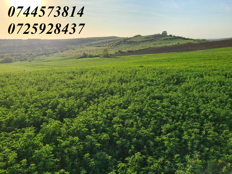 Livrare RO.Baloti Lucerna sau Fan..Dreptunghiulari sau rotunzi Cristian ...