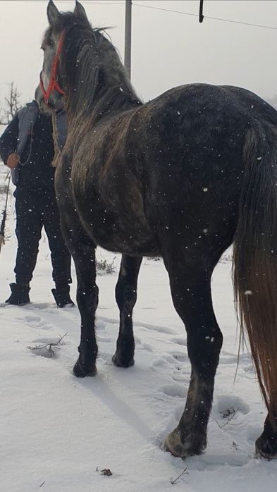 Mânză de 4 ani de vânzare Rupea • OLX.ro