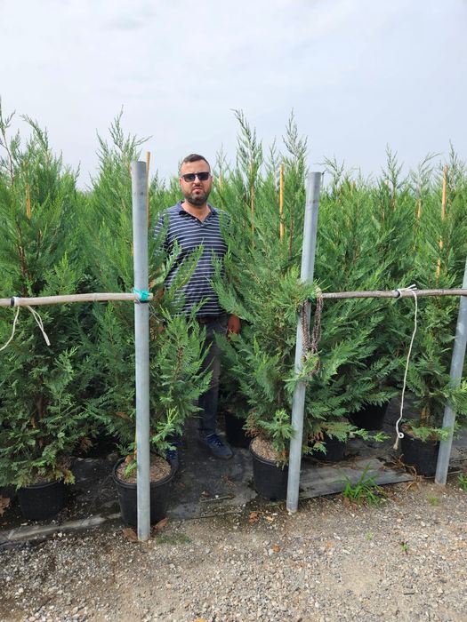 Cupressus Leylandii, gold rider, verde,sempervirens,gard viu, chiparos ...