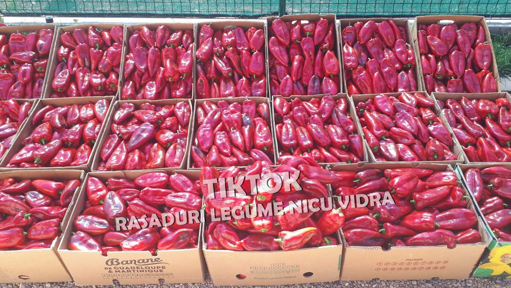 Rasaduri legume : Rasad rosii / tomate ardei castraveti vinete salata ...