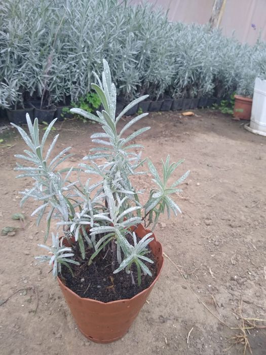 Lavanda răsad în ghiveci 4 ani Slobozia • OLX.ro