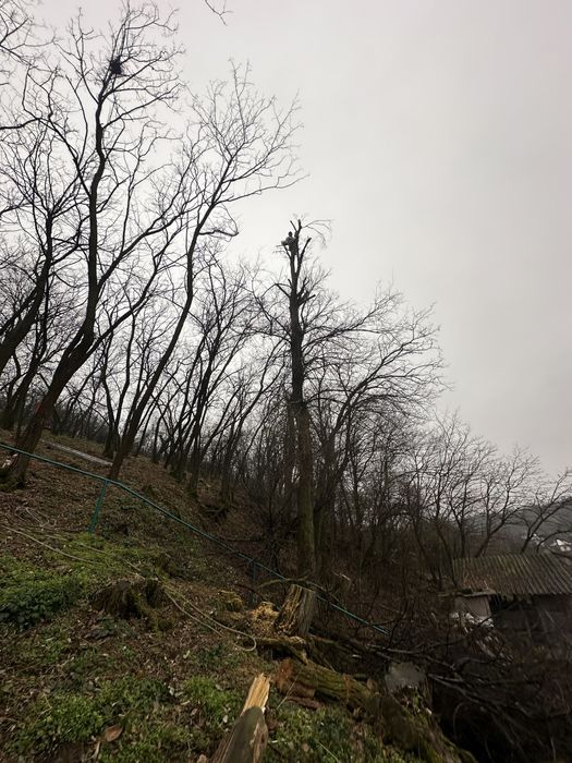 Taieri,Doborari si Toaletari de Arbori/Pomi/Copaci ORICE DIFICULTATE ...