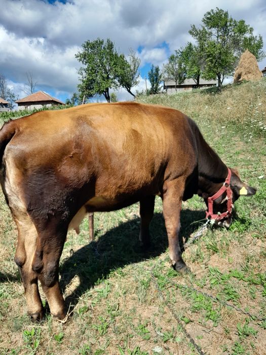 Vând vaca angus montata de o luna Berislavesti • OLX.ro
