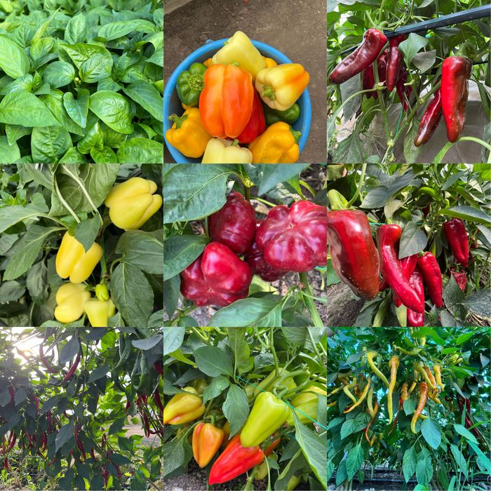 Rasaduri de legume | rasad vinete, rosii, ardei, castraveti, flori etc ...