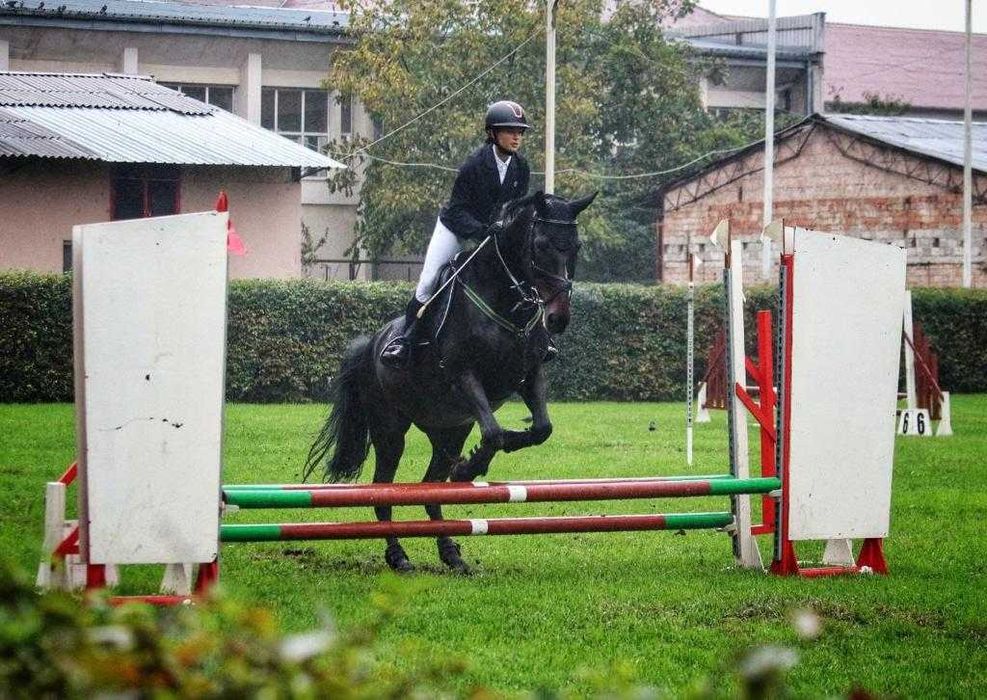 Iapa Oldenburg ,echitatie top pedigree Sibiu • OLX.ro