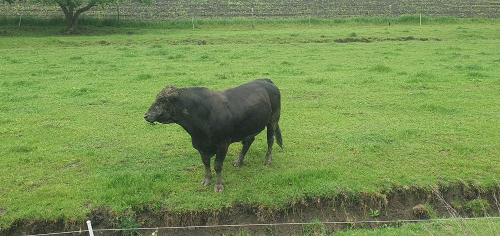 Vand taur Angus negru, 4 ani Targu-Mures • OLX.ro