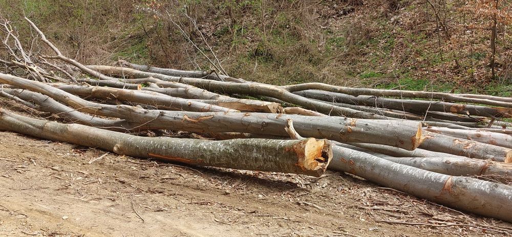 Lemne de foc pentru iarna 2024-2025 Caracal • OLX.ro