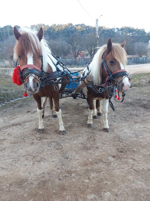 Iepe de ponei talie mare, 130 cm înălțime! Cluj-Napoca • OLX.ro