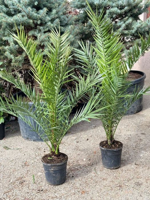 Vand palmieri Phoenix, Cycas, Trachycarpus Fortunei, Chamaerops excec ...