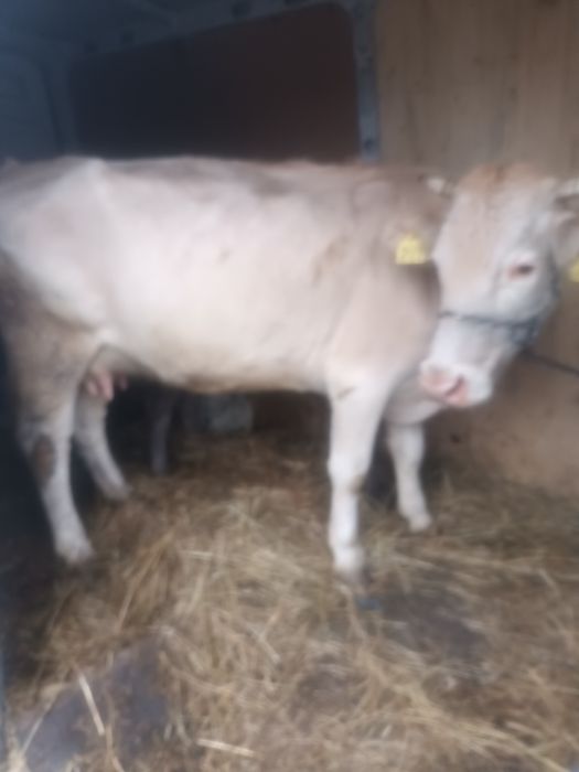 Vind juninca de doi ani jumate cu vitea de carne de doua luni blinda Copalnic-Manastur • OLX.ro