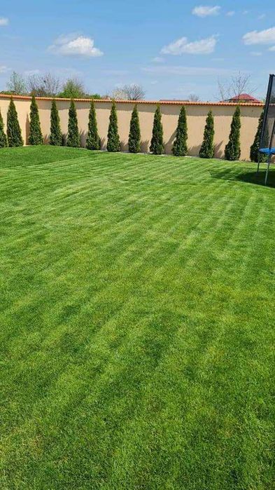 Laur englezesc lelandy spirale pon pon catalpa tuia smarald Bragadiru ...