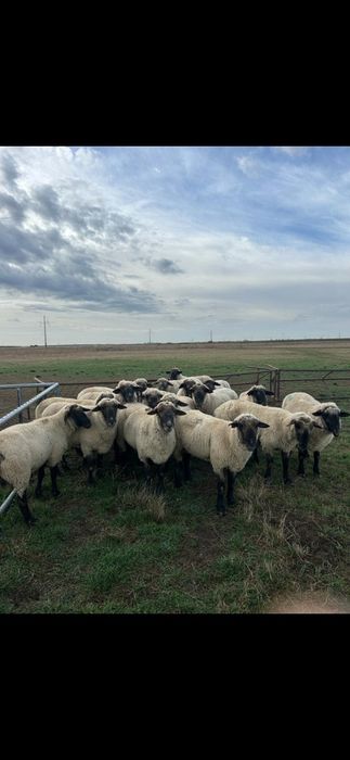 Vând berbeci cap negru Ortisoara • OLX.ro