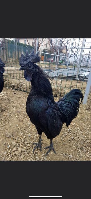 Ayam Cemani Gaini negre, oua și pui Focsani • OLX.ro