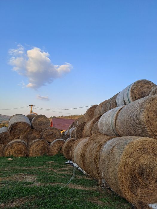 Vând baloti fan 160 cm Serbeni • OLX.ro