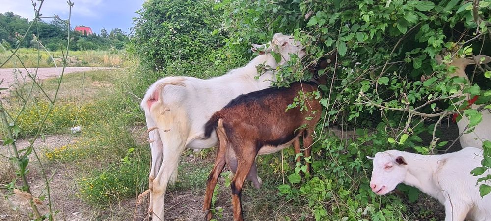 Țap Saanen tânăr Tarnaveni • OLX.ro