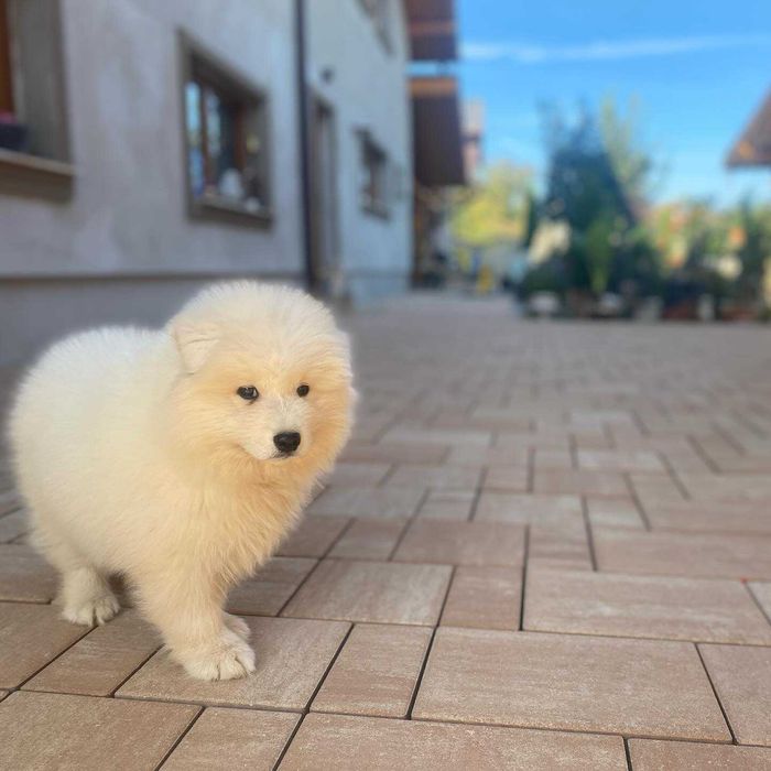 Pui rasa Samoyed Bucuresti Sectorul 1 • OLX.ro