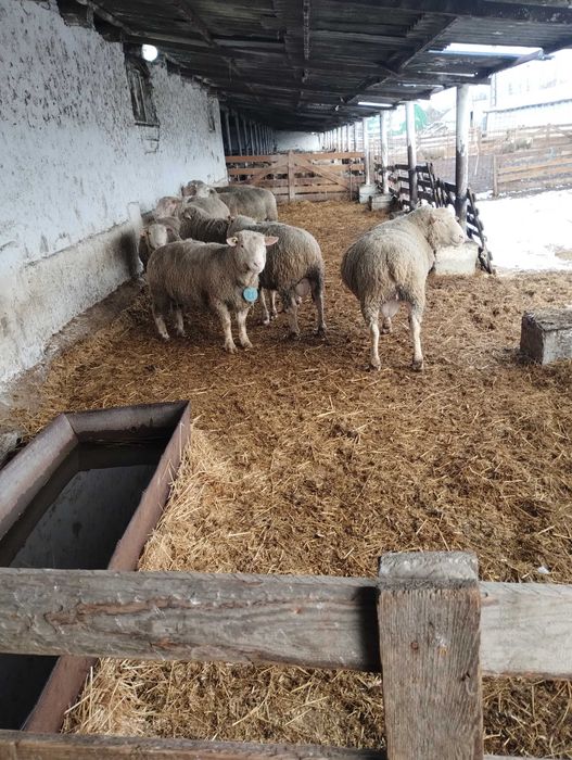 Berbeci Ile de France cu certificat de origine Girov • OLX.ro