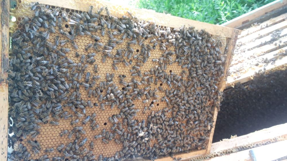 Matci imperecheate - matci selectionate - matci carpatine Mircea Voda ...