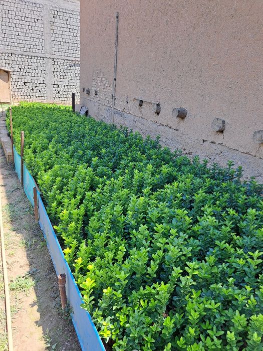 Izgrt, живой изгороди: 8 000 so’m - Bog'-tomorqa Toshkent на Olx