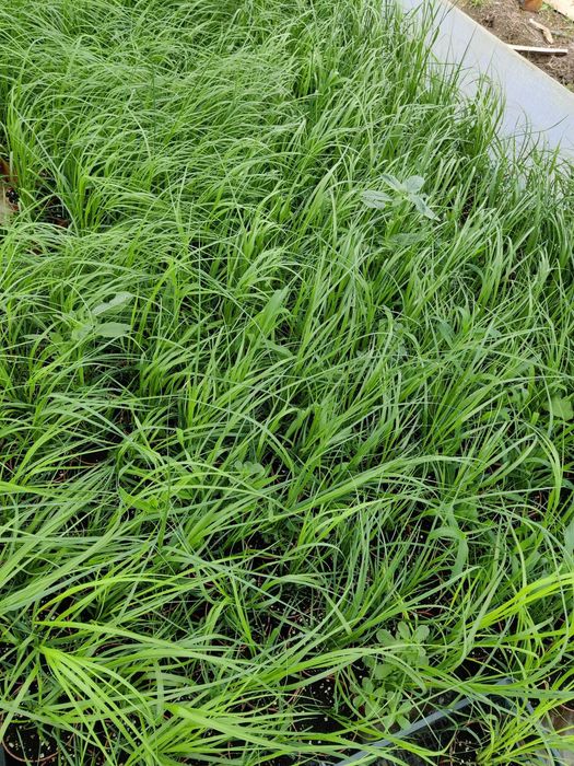 Vindem Iarba Pampas Roz/Alb anul 2/ Iarba albastra anul 2/ Lavanda ...