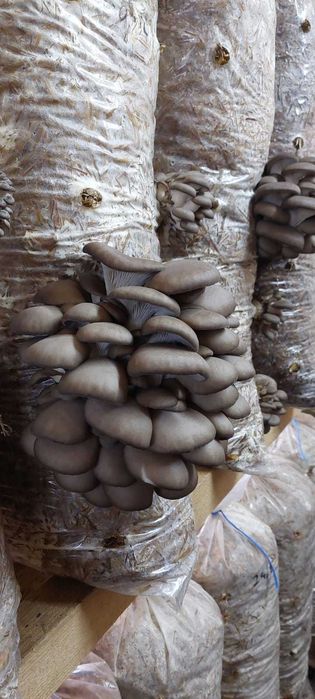 Compost ciuperci pleurotus Brasov • OLX.ro