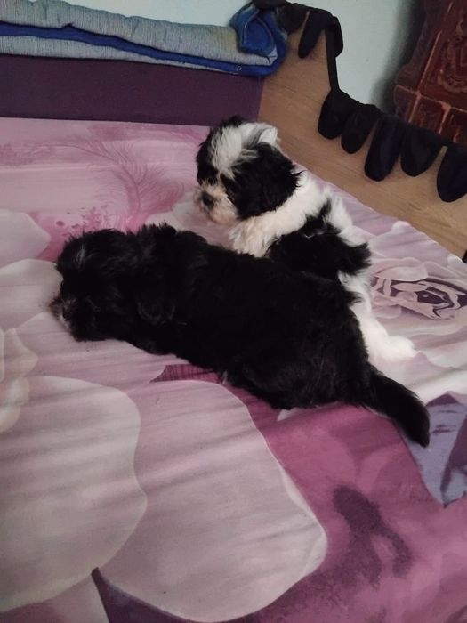 Donez catelusi shih tzu Braila • OLX.ro