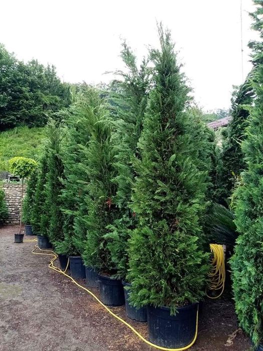 Tuia leilandi cea mai buna calitate și prindere rapida Tunari • OLX.ro