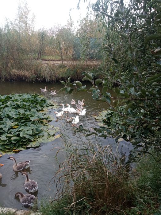 Ouă de gâscă pentru incubat Rusi-Ciutea • OLX.ro