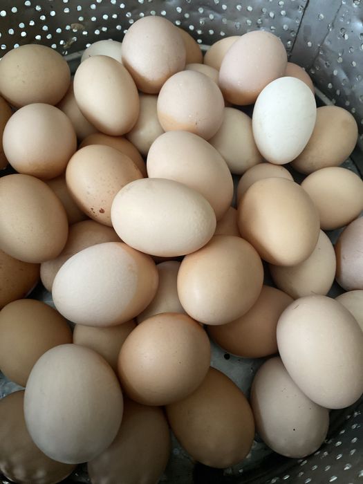 Oua de gaina si de rata de casa Fagaras • OLX.ro