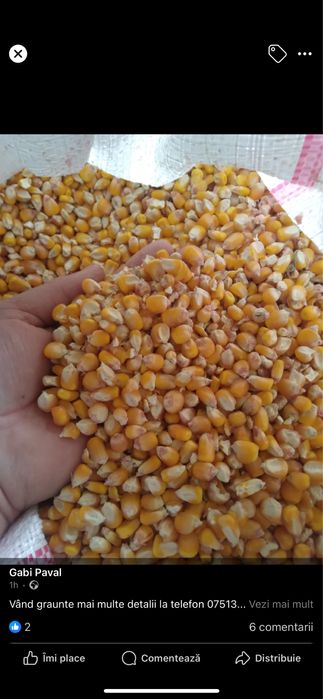 Vand porumb uscat romanesc productie proprie 40 tone asigur transport Buzau • OLX.ro