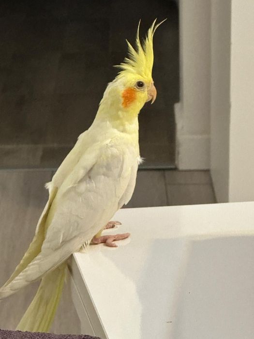 Vand nimfa, zebra australiana, pescarus japonez perechi si un canar ...