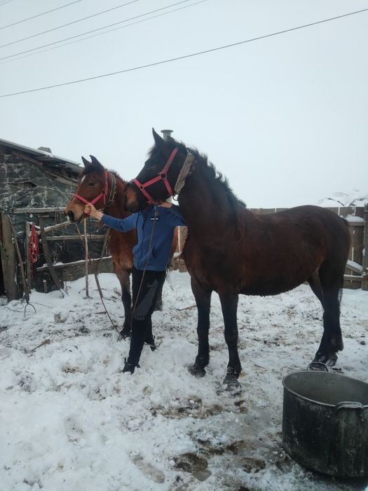 Vând cal castrat și iapa gestantă în 4 luni Piatra Neamt • OLX.ro