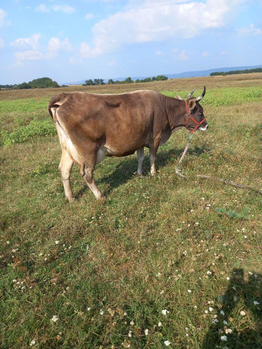 Vaca buna de lapte Pufesti • OLX.ro