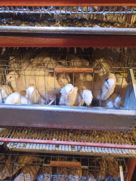 Prepelite giganta polara jumbo gold,japoneza mare Baisa • OLX.ro