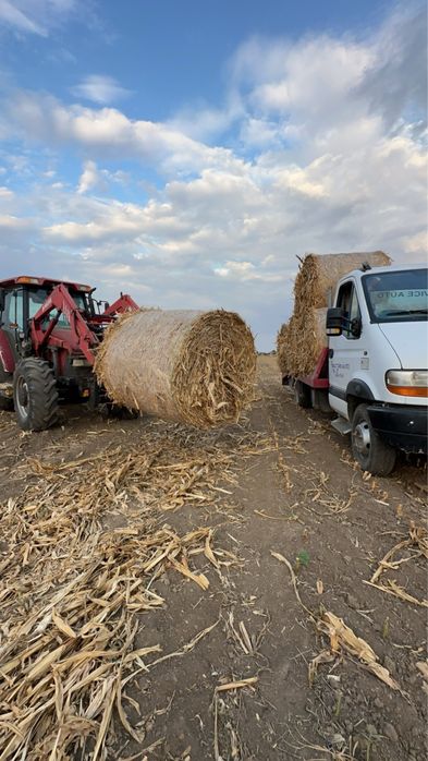 Baloti coceni pătrați/rotunzi pe plasă nerecoltați cu drugi Arcesti-Cot ...