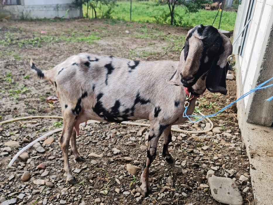 Capra anglonubian Vicovu de Jos • OLX.ro