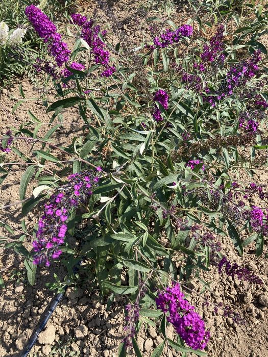 Liliacul de vara - Buddleja Davidii - Arbust ornamental Corlatel • OLX.ro