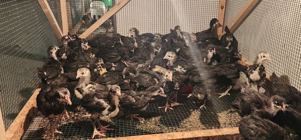 25 KUNLIK Qora Jersi Jojalar Ser tuxum Zot Черные Цыплята Джерси: 25 ...